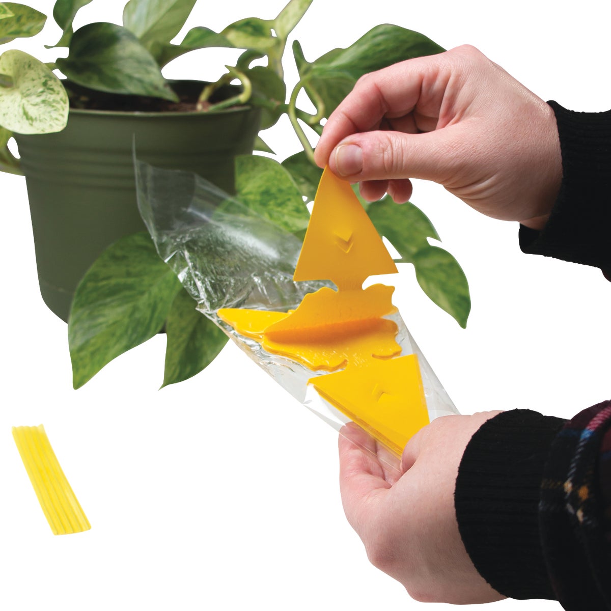 Intruder The Better Bugtrap for Plants Disposable Indoor/Outdoor Insec ...