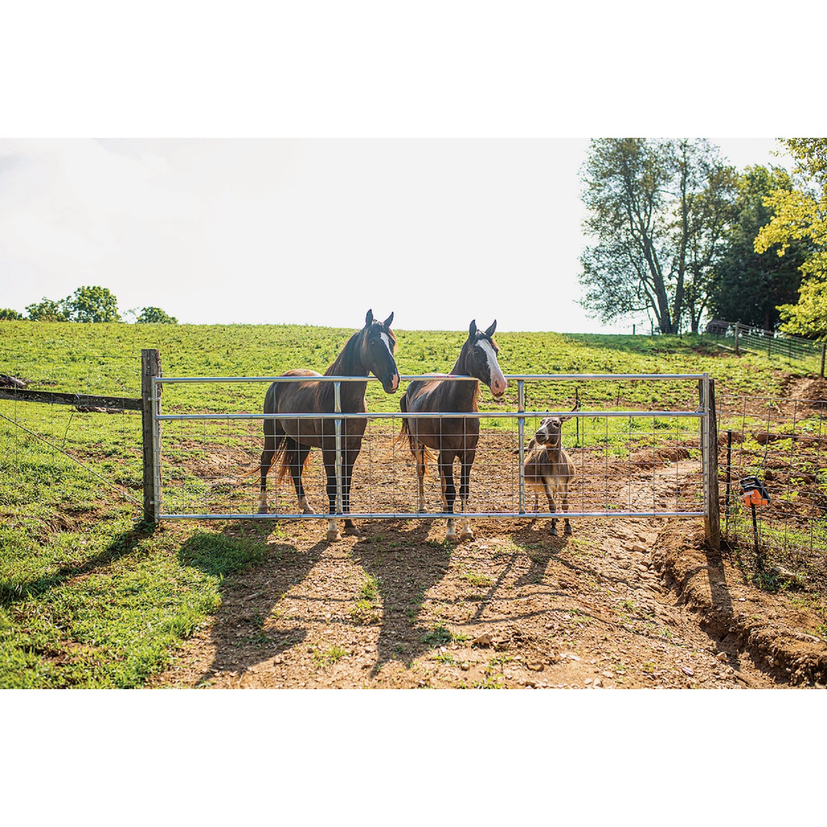 Tarter Watchman 50 In. H. x 16 Ft. L. x 1-3/4 In. Tube Diameter Galvan ...